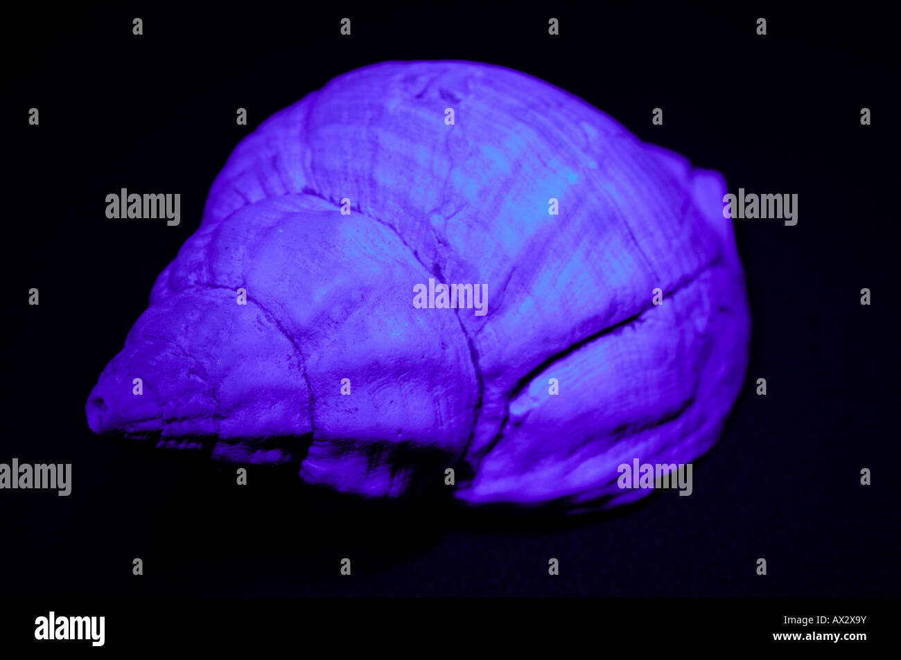 blue coloured tinted sea shell whelk hermit crab coloured blues ...