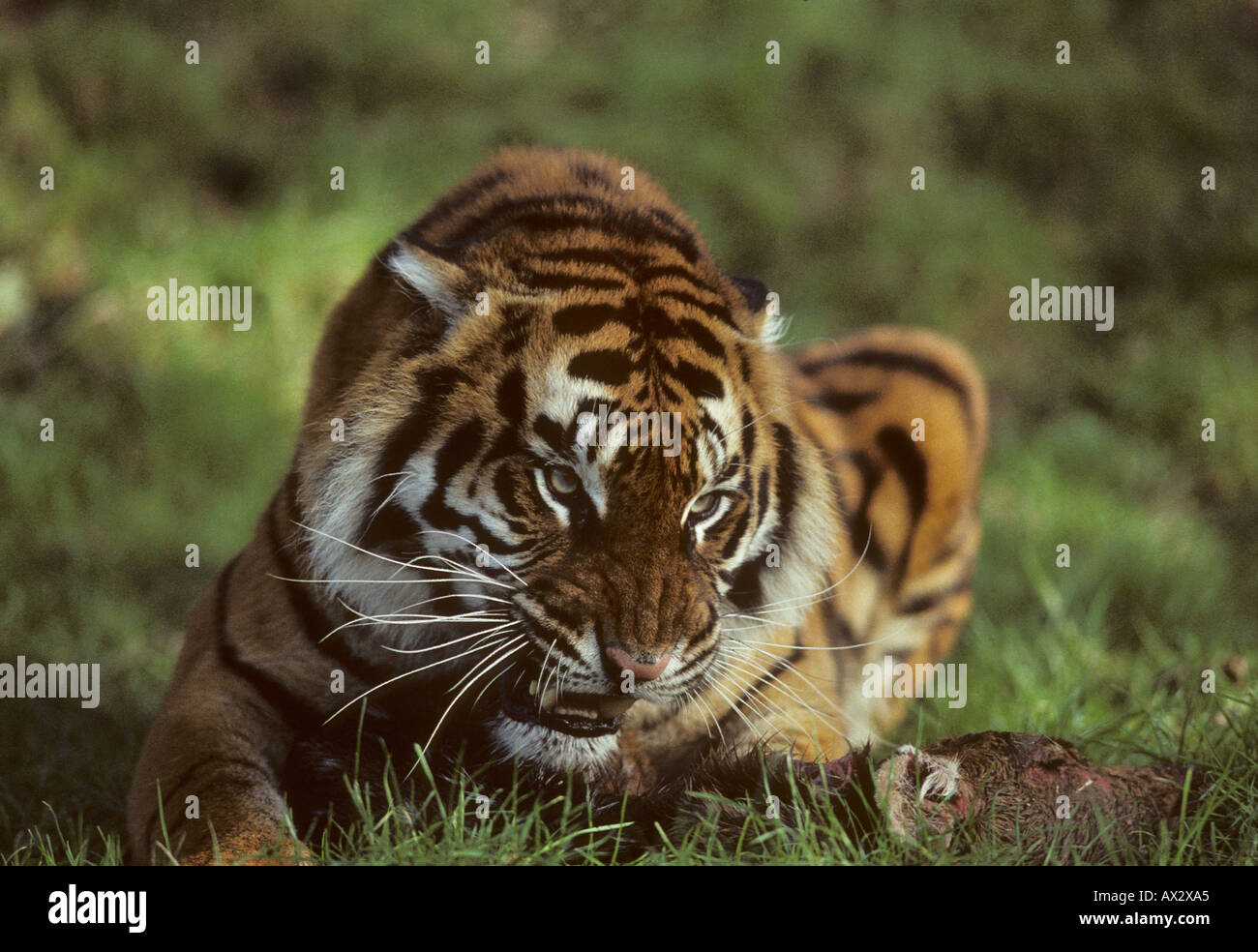 Indian tiger (Panthera tigris tigris) Captive, Port Lympne Wild Animal ...