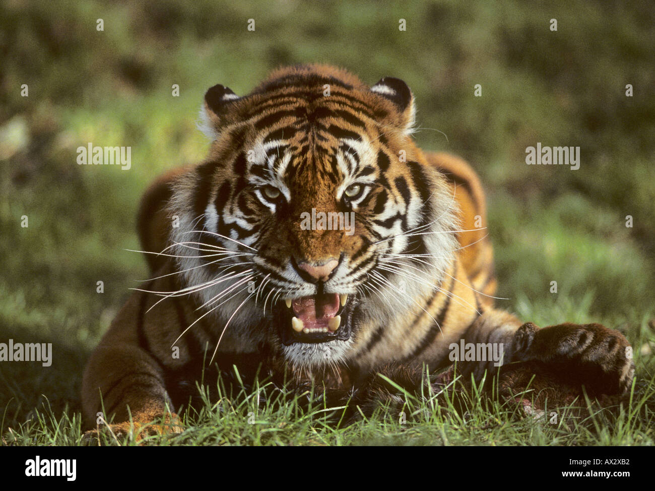 Indian tiger (Panthera tigris tigris) Captive, Port Lympne Wild Animal ...