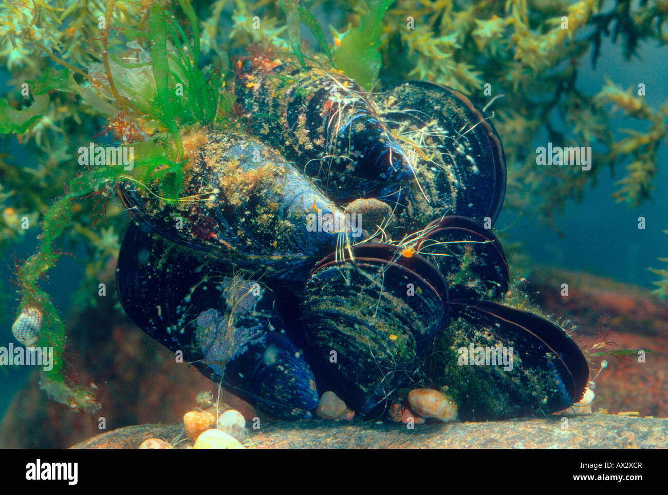 Mytilus edulis colony hi-res stock photography and images - Alamy