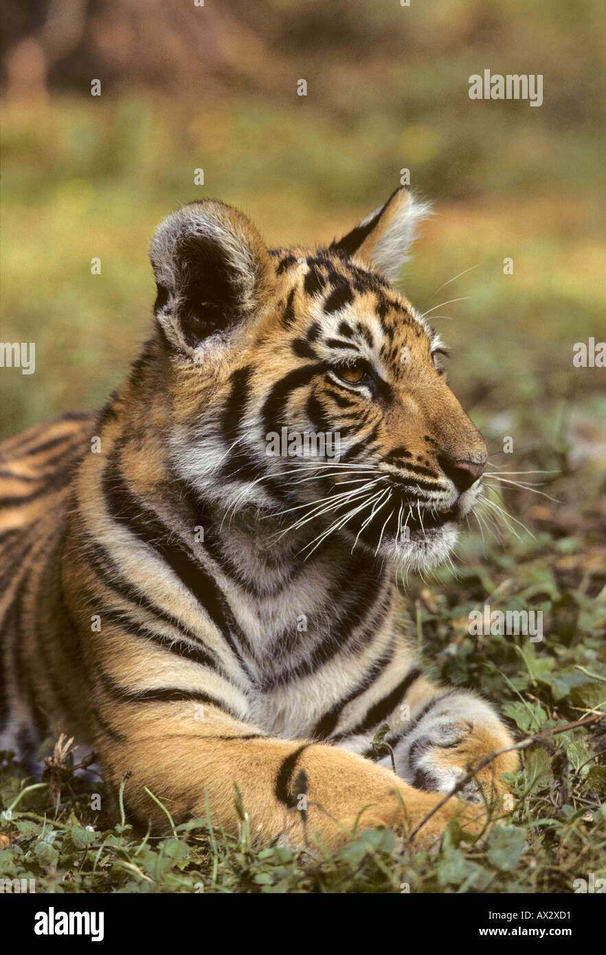 Indian tiger cub (Panthera tigris tigris) Captive, Port Lympne Wild ...