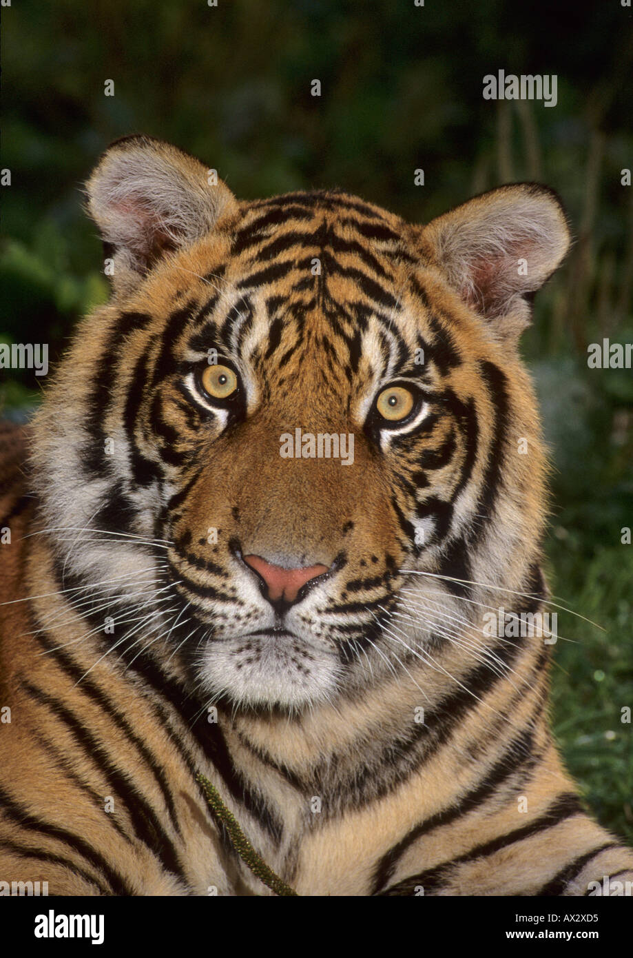 Indian tiger (Panthera tigris tigris) Captive, Port Lympne Wild Animal ...