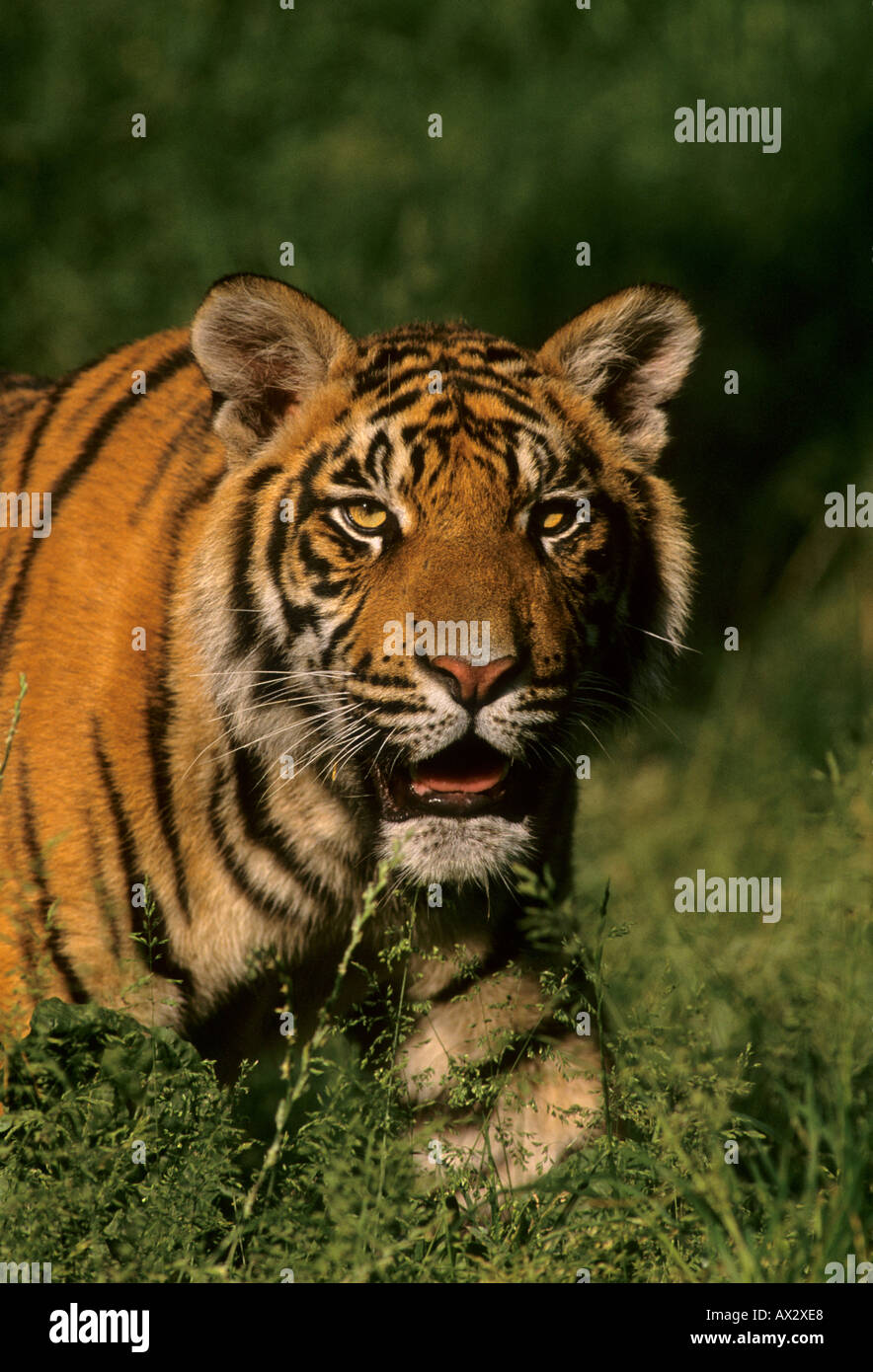 Indian tiger (Panthera tigris tigris) Captive, Port Lympne Wild Animal ...