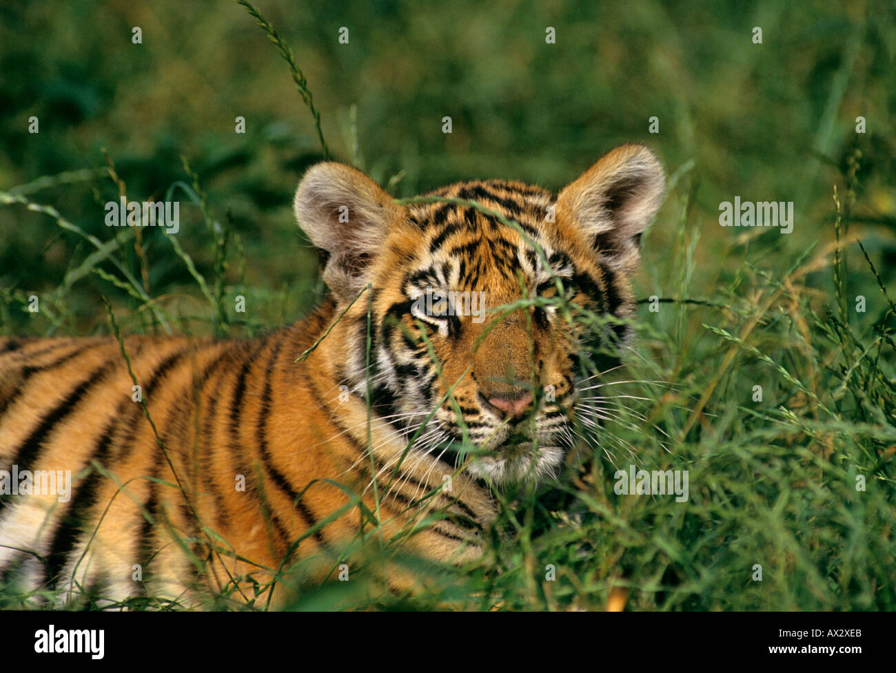 Tiger cub at port lympne wild animal park hi-res stock photography and ...