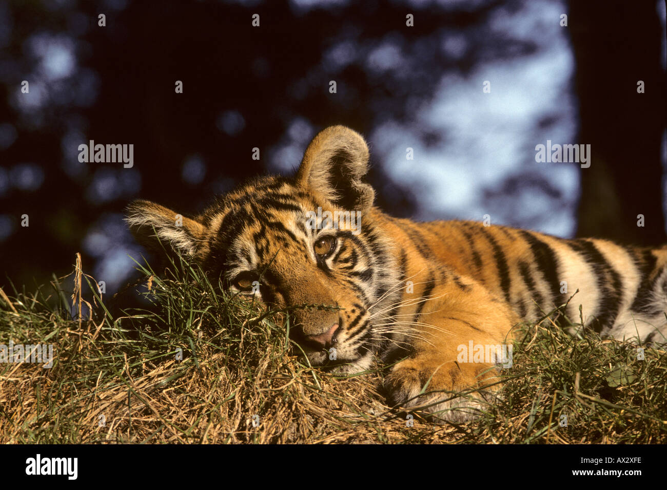 Indian tiger (Panthera tigris tigris) Captive, Port Lympne Wild Animal ...