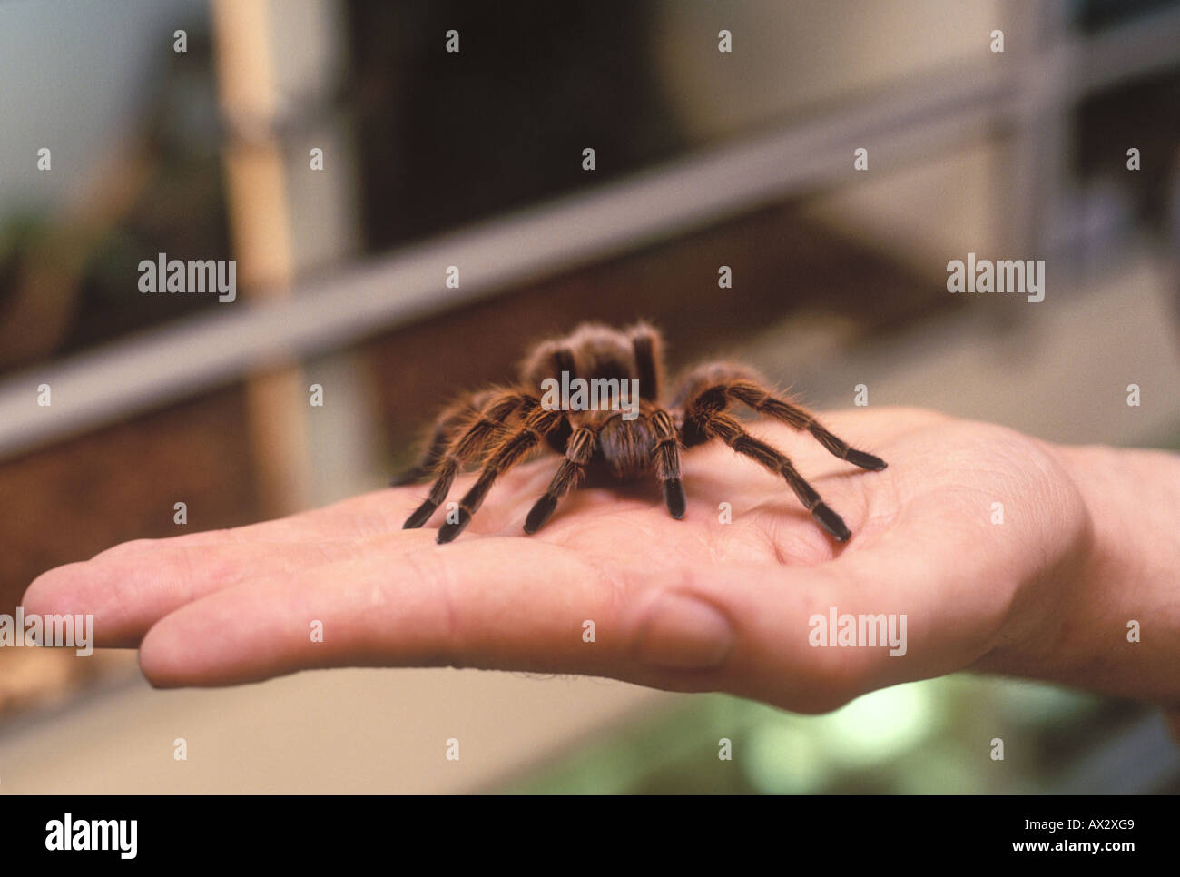 Tarantula Bite Human