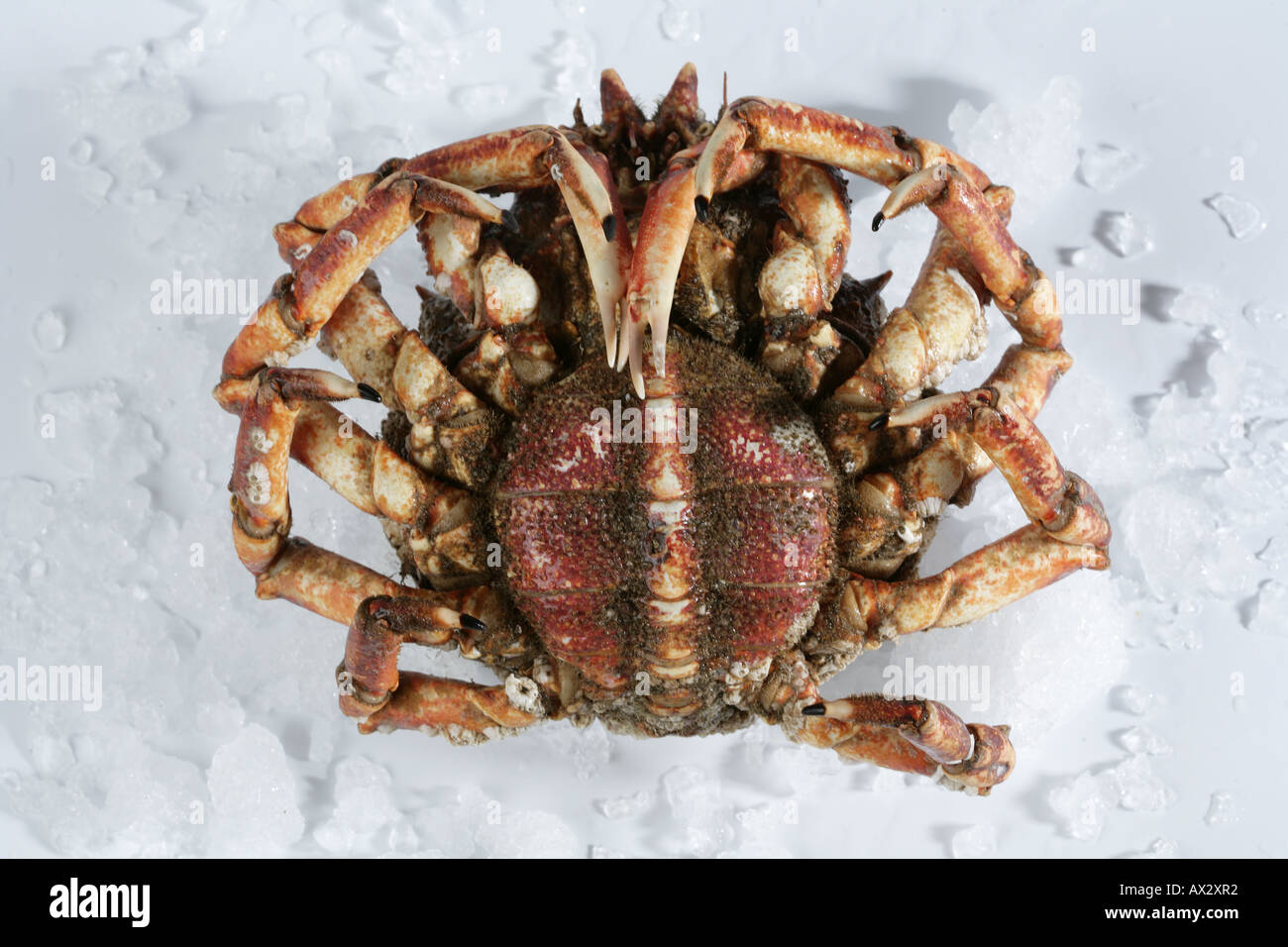 Alive Galician female spider crab Stock Photo - Alamy