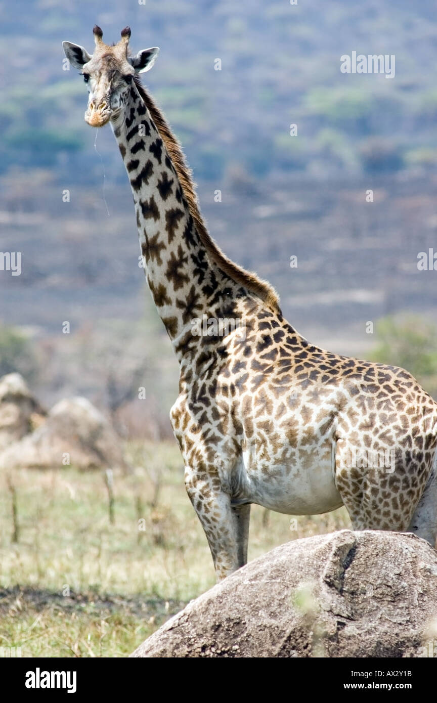 Masai Giraffe, giraffa camelopardalis, grazing on rocky outcrops, Lobo ...