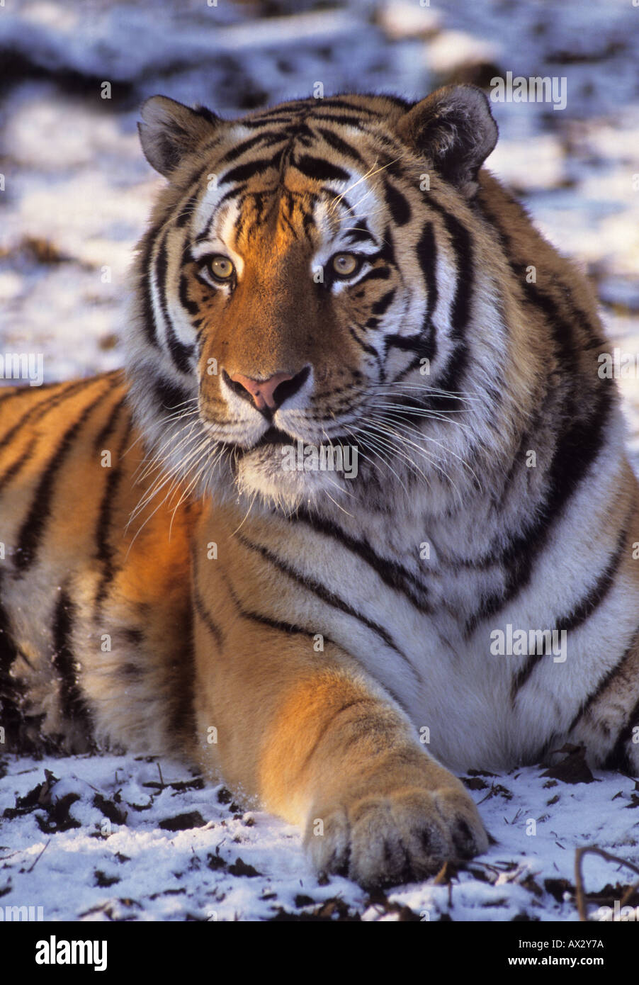 Male Siberian tiger (Panthera tigris altaica) Amur region of Russian ...