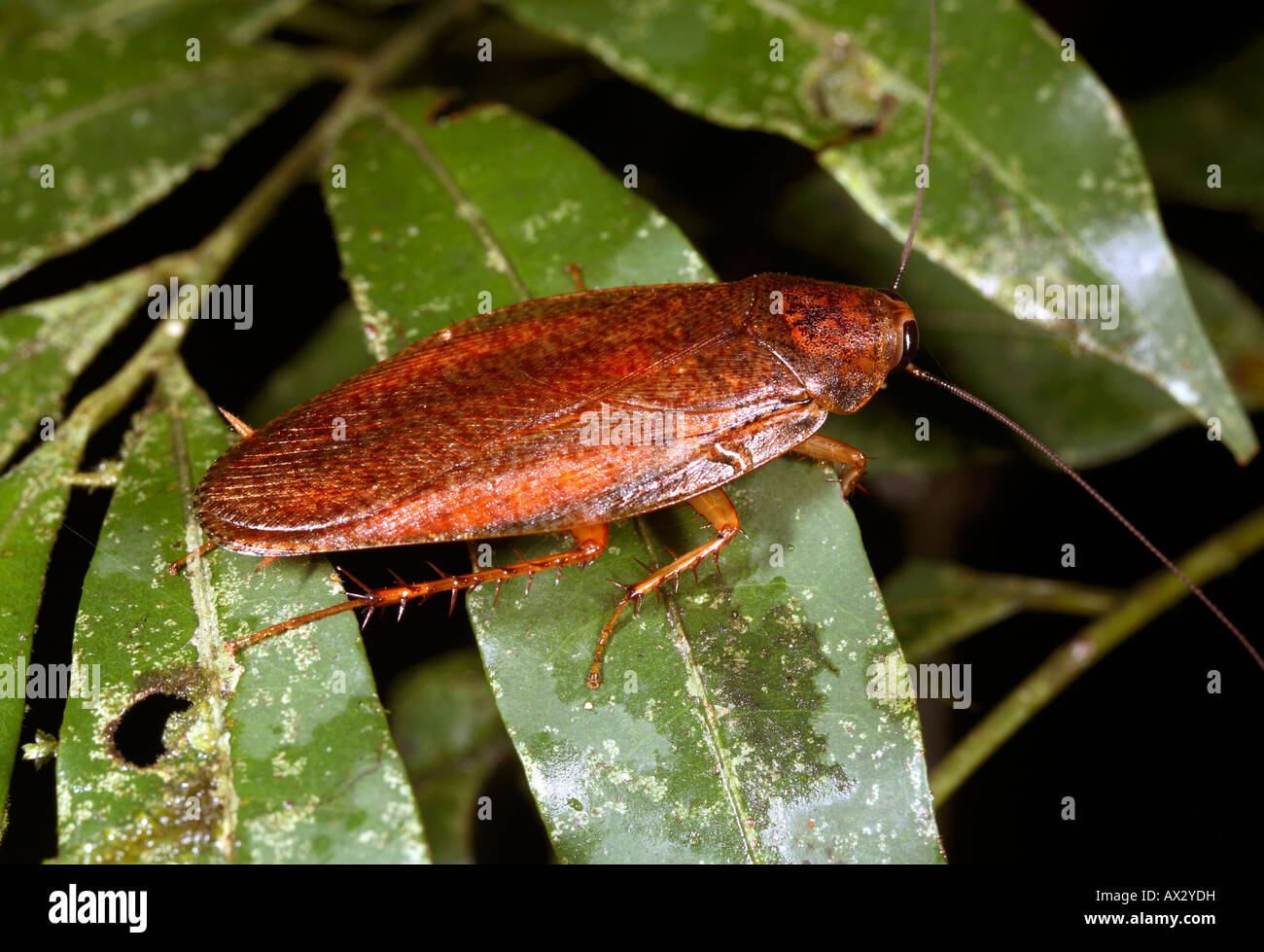Cockroach in the rainforest understory Stock Photo - Alamy