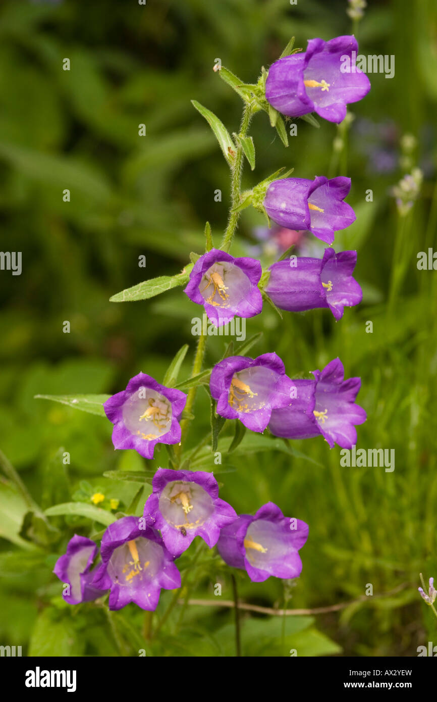 Bell pink hi-res stock photography and images - Alamy