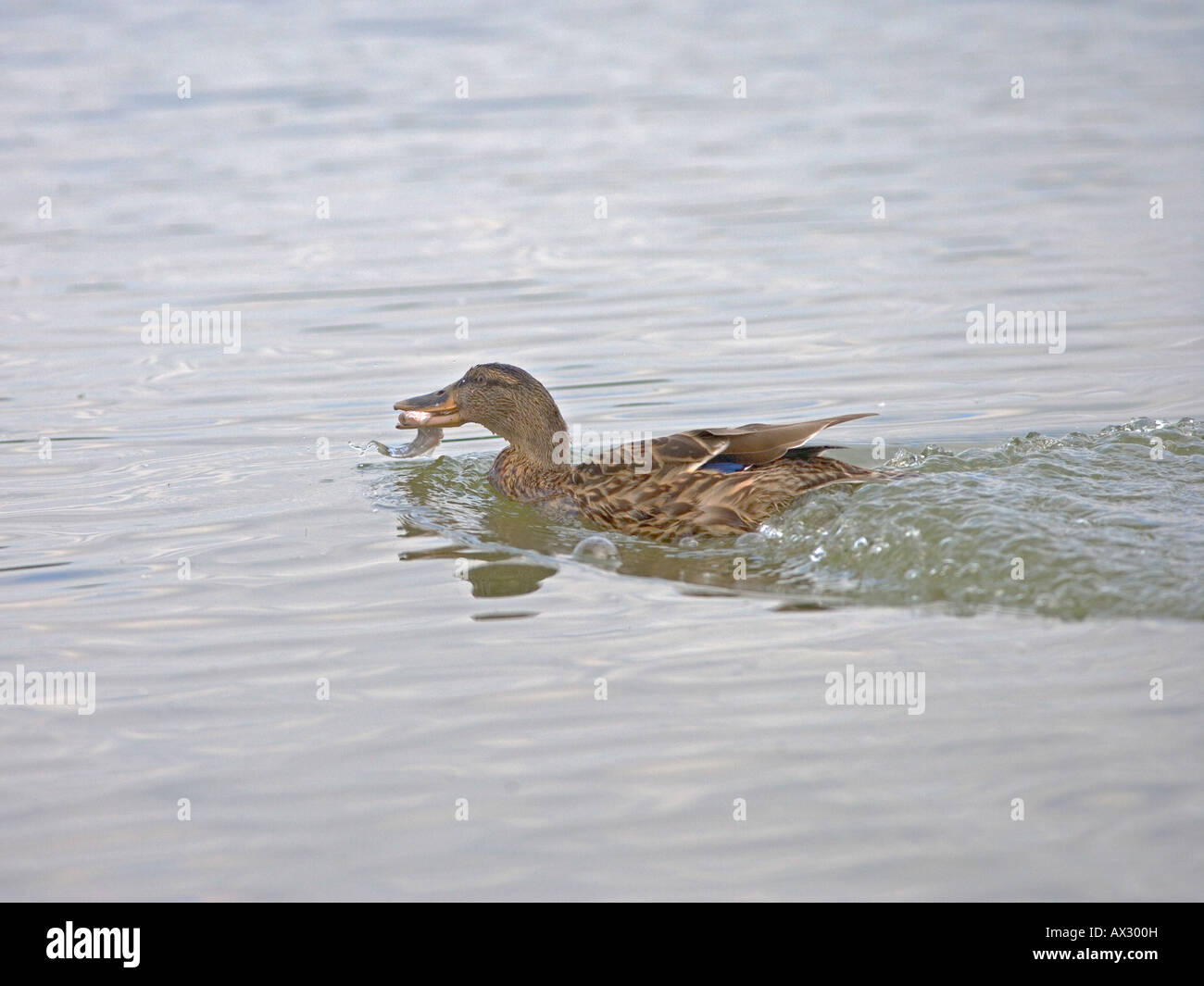 Mallard Anas platyrhynchos female with fish Stock Photo - Alamy
