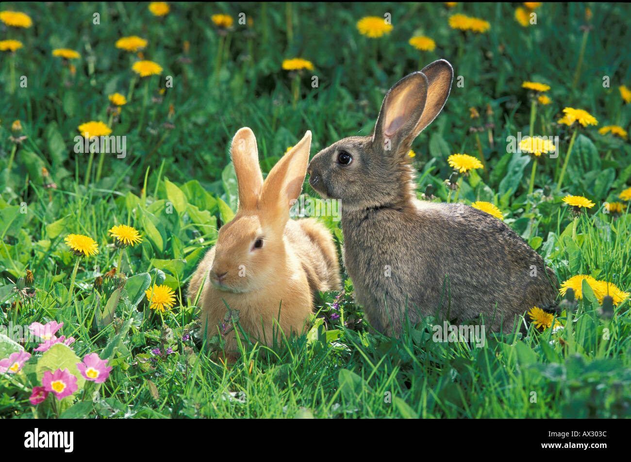 MAMMAL RABBIT Domestic Stock Photo - Alamy