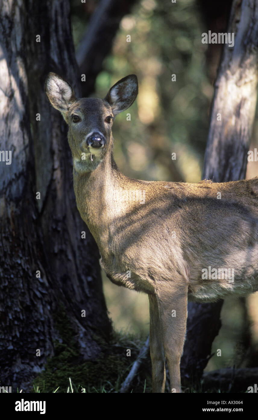 White tailed deer Odocoileus virginianus Stock Photo - Alamy