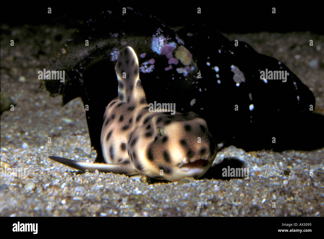 MARINE SHARK Horn Stock Photo - Alamy