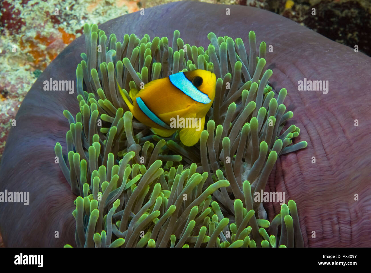 Clown fish sea anenome hi-res stock photography and images - Alamy