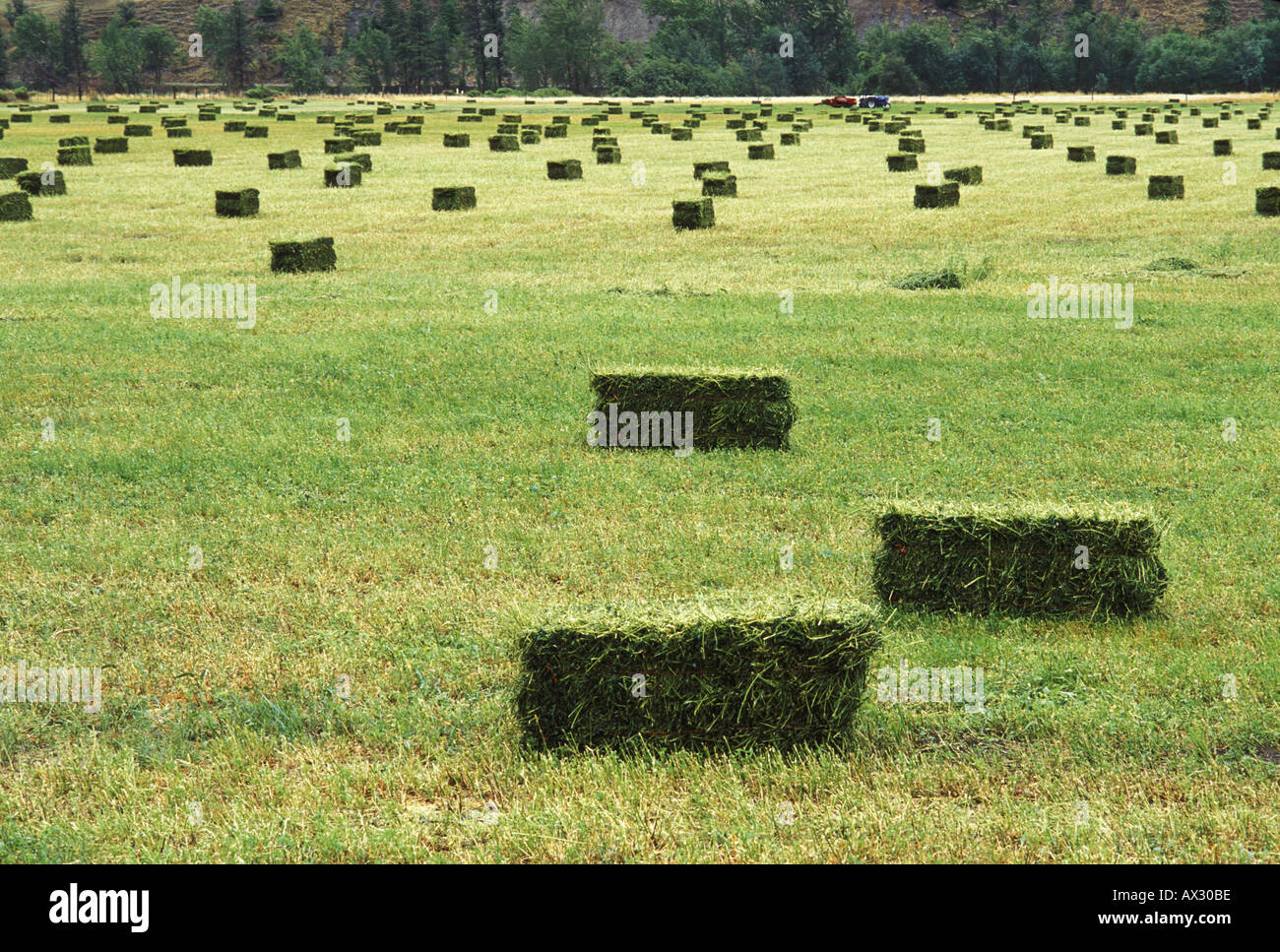 British columbia farm cattle field hi-res stock photography and images ...