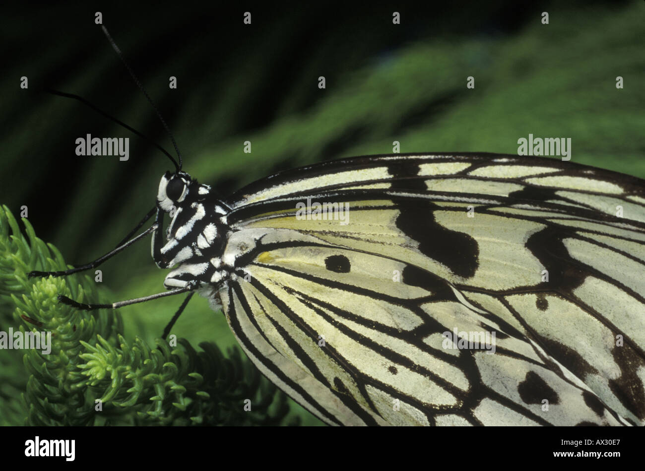 White Tree Nymph butterfly Idea leuconoe of Malaysia Stock Photo - Alamy