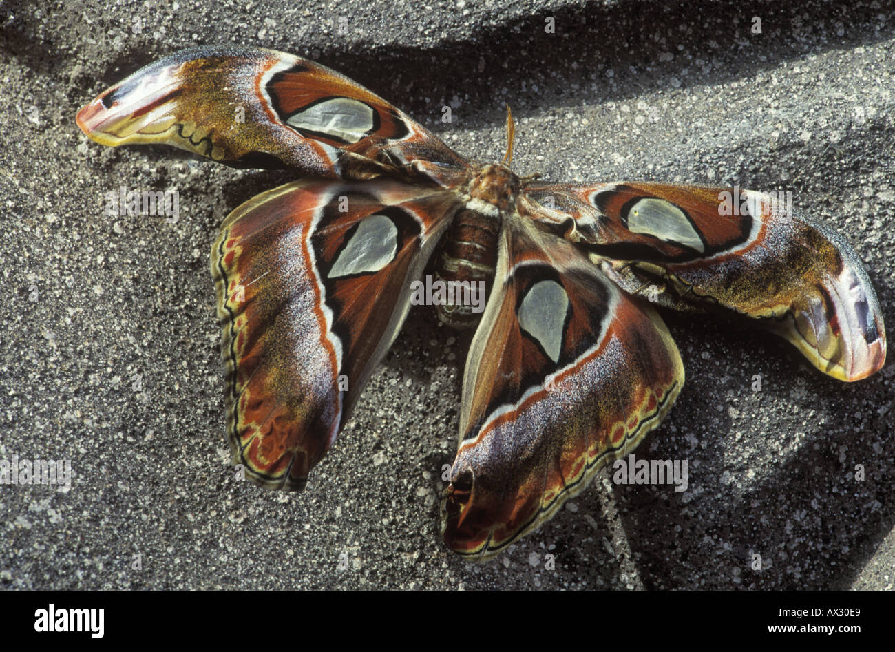 Giant Atlas Moth Stock Photo - Alamy