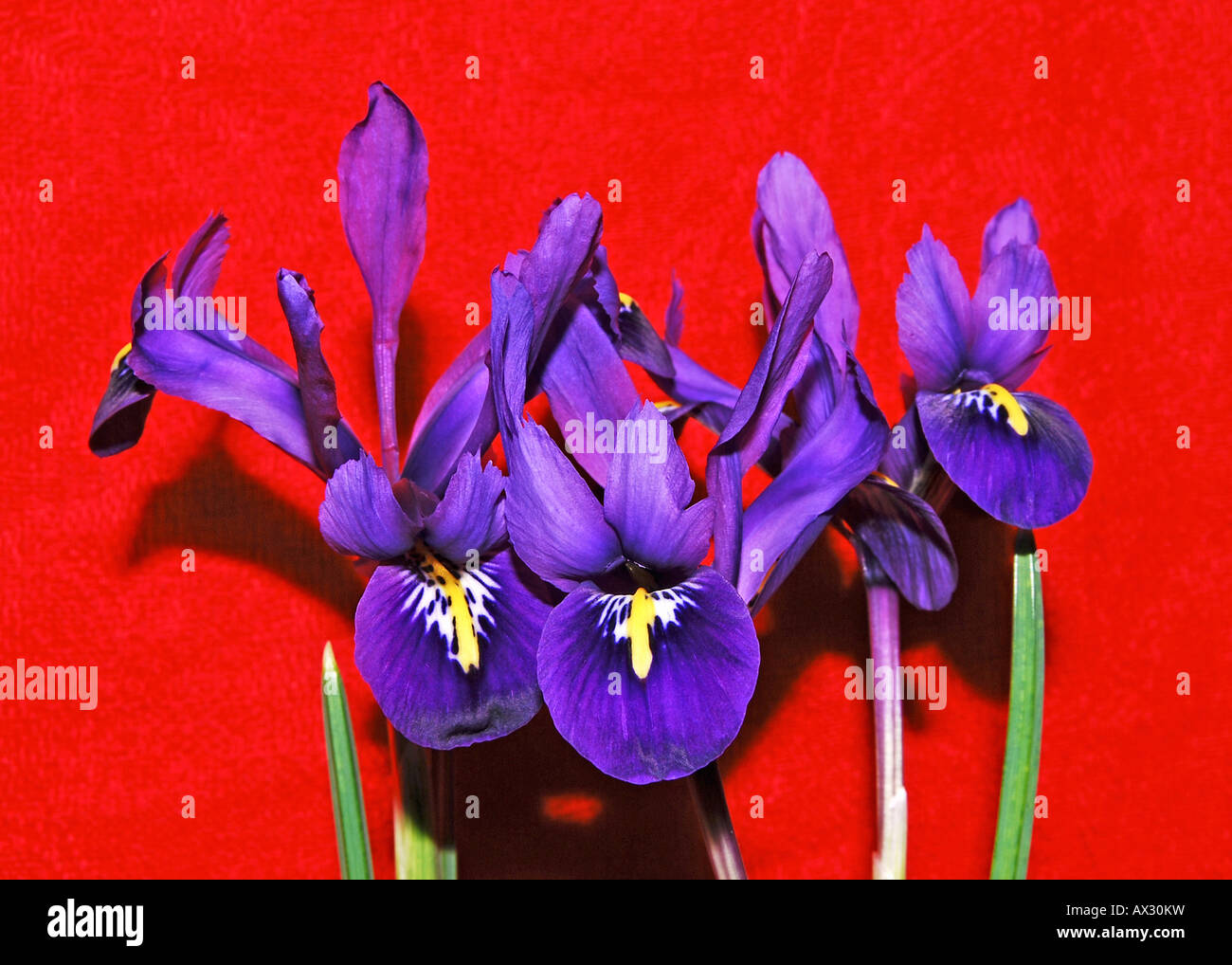 Iris 'Purple Gem' Stock Photo - Alamy