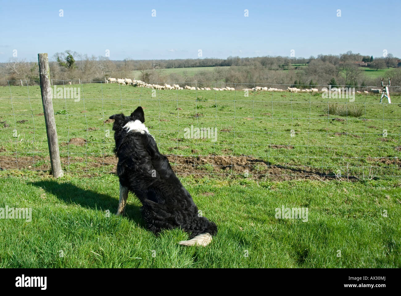 Dog watching sheep hi-res stock photography and images - Alamy