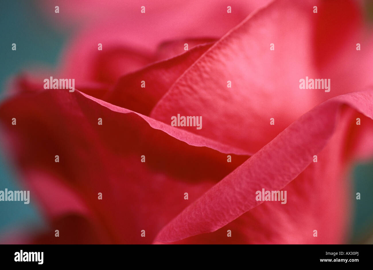 Red rose close up Stock Photo - Alamy