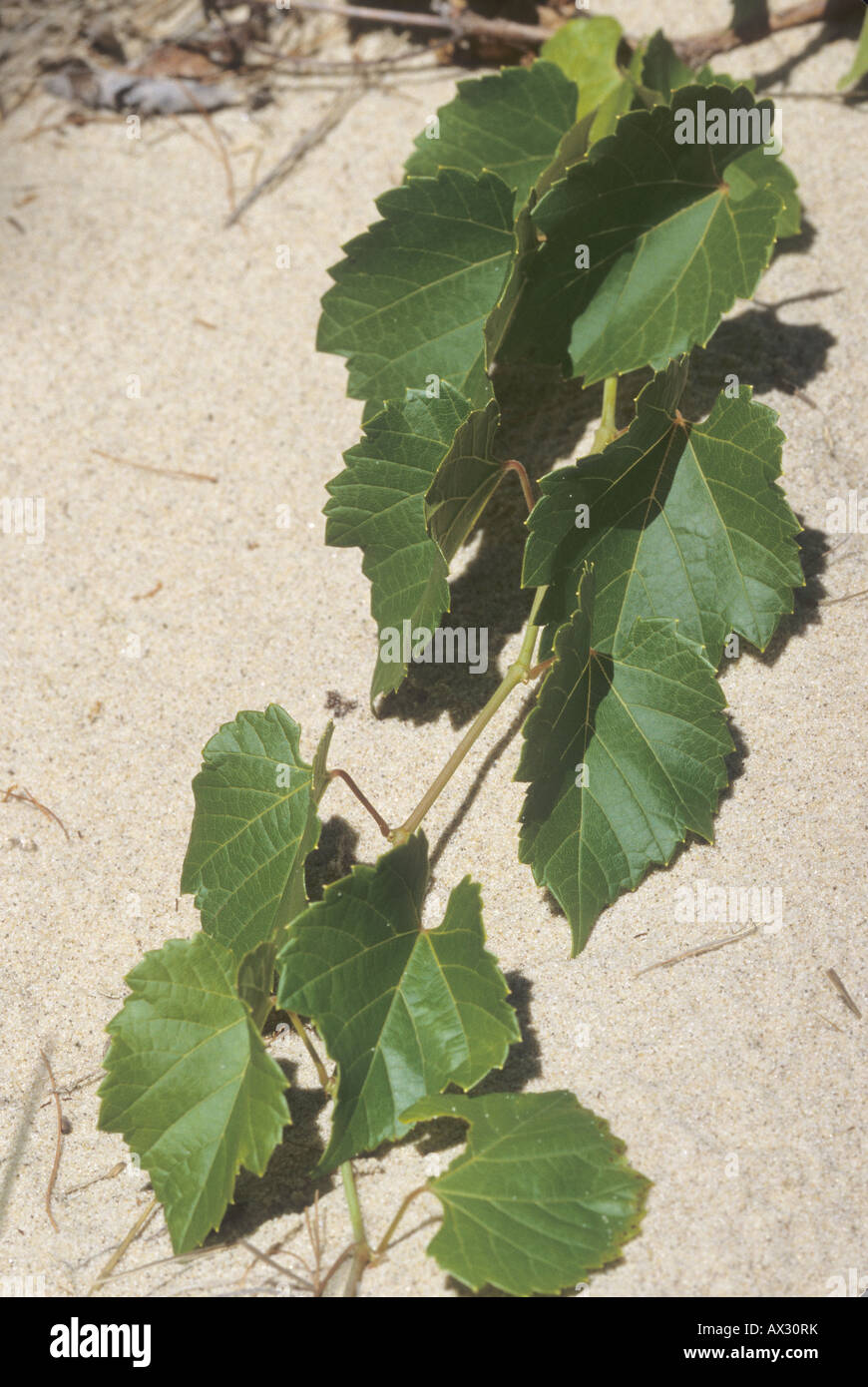 Grape cover hi-res stock photography and images - Alamy