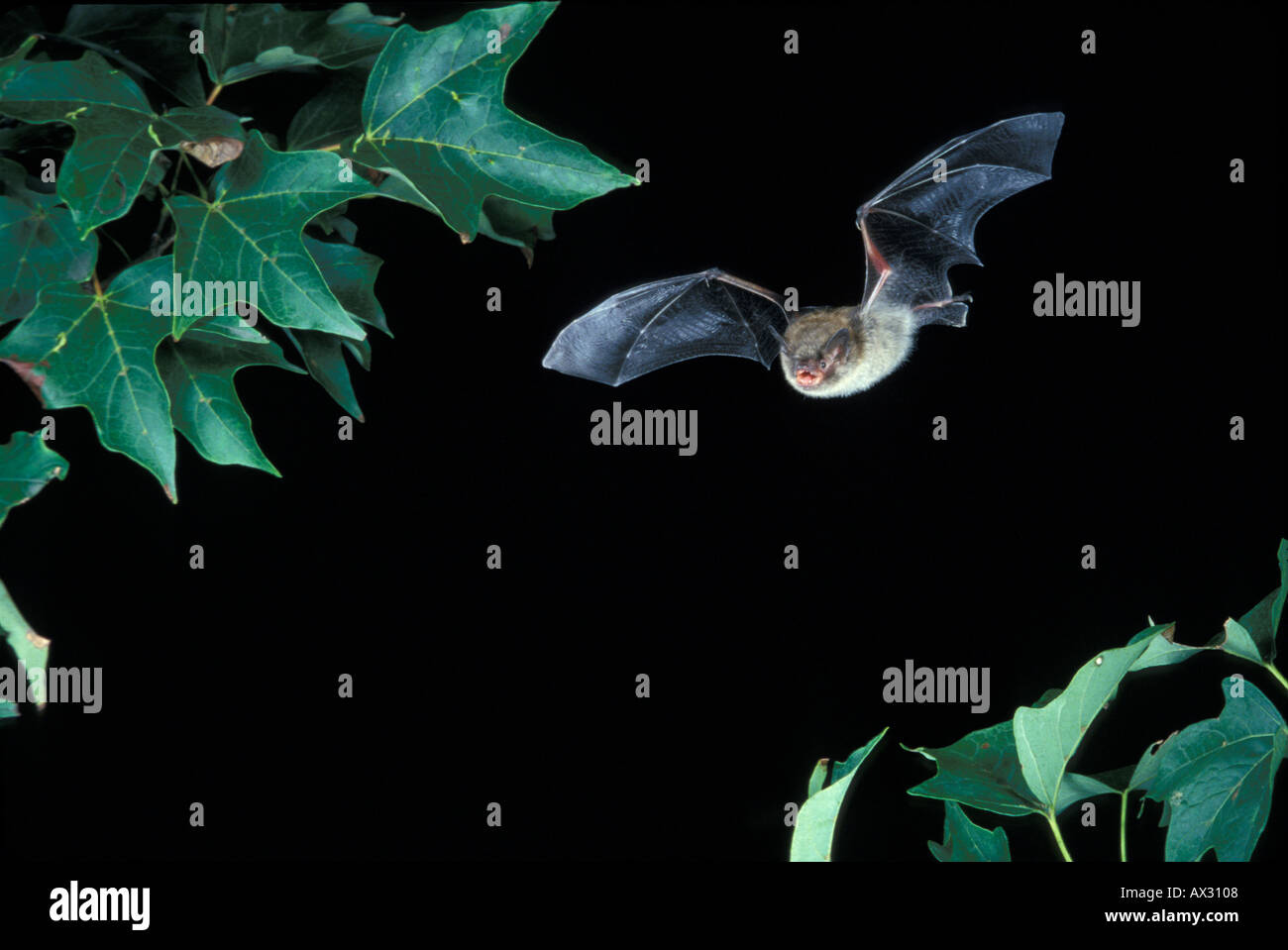 Little brown bat myotis lucifugus hi-res stock photography and images ...