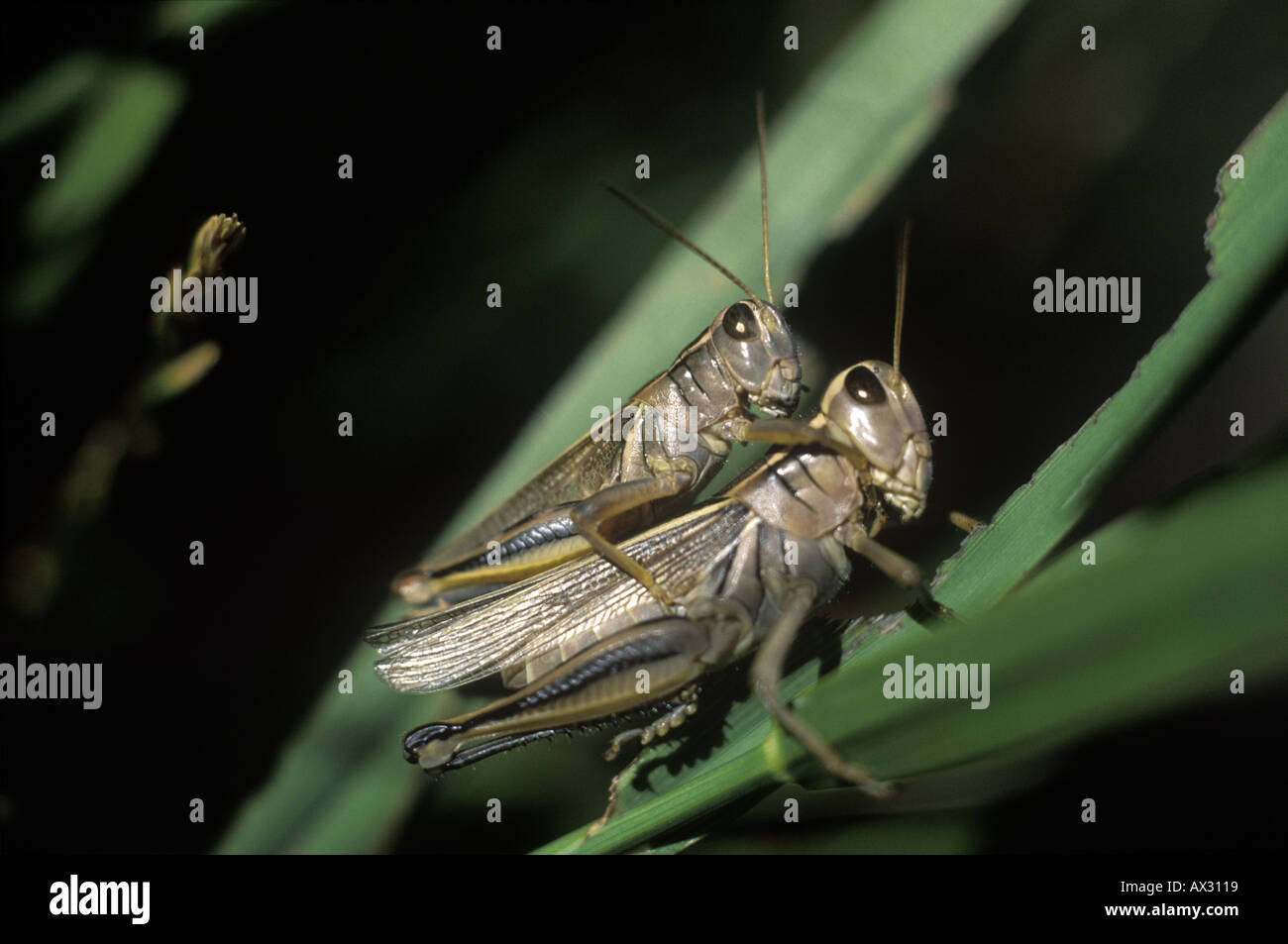 Locust mating hi-res stock photography and images - Alamy