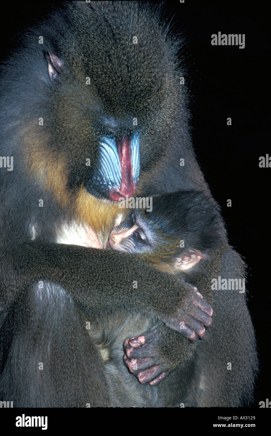 Mandrillus sphinx gabon hi-res stock photography and images - Alamy