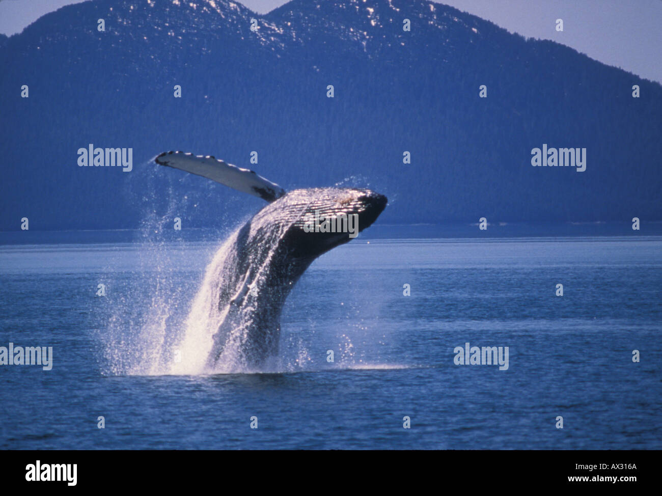 MAMMAL WHALE Humpback Stock Photo - Alamy