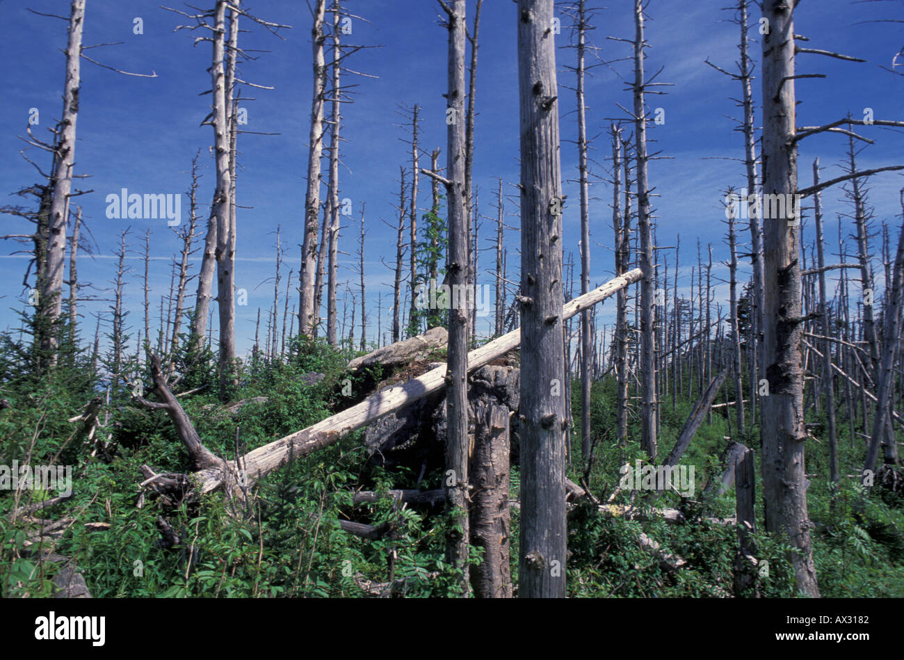 Acid rain damage hi-res stock photography and images - Alamy