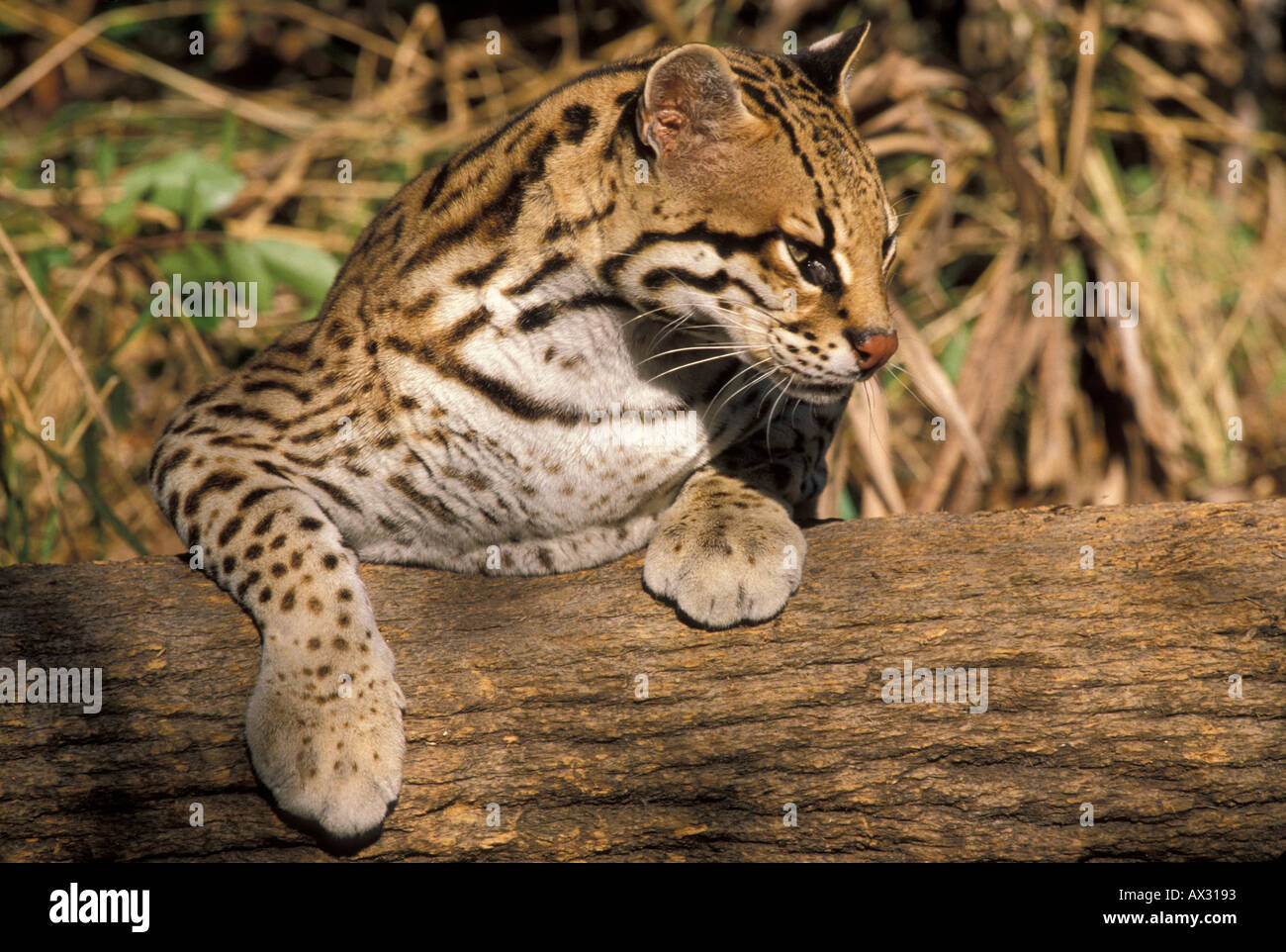 Ocelot Eating Fish