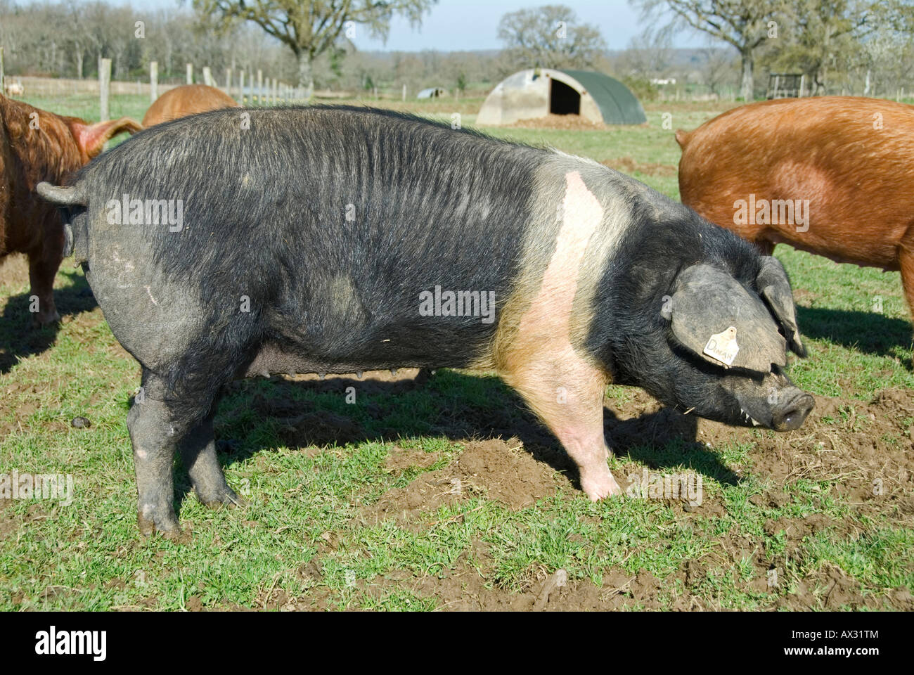 Saddleback pig hi-res stock photography and images - Alamy