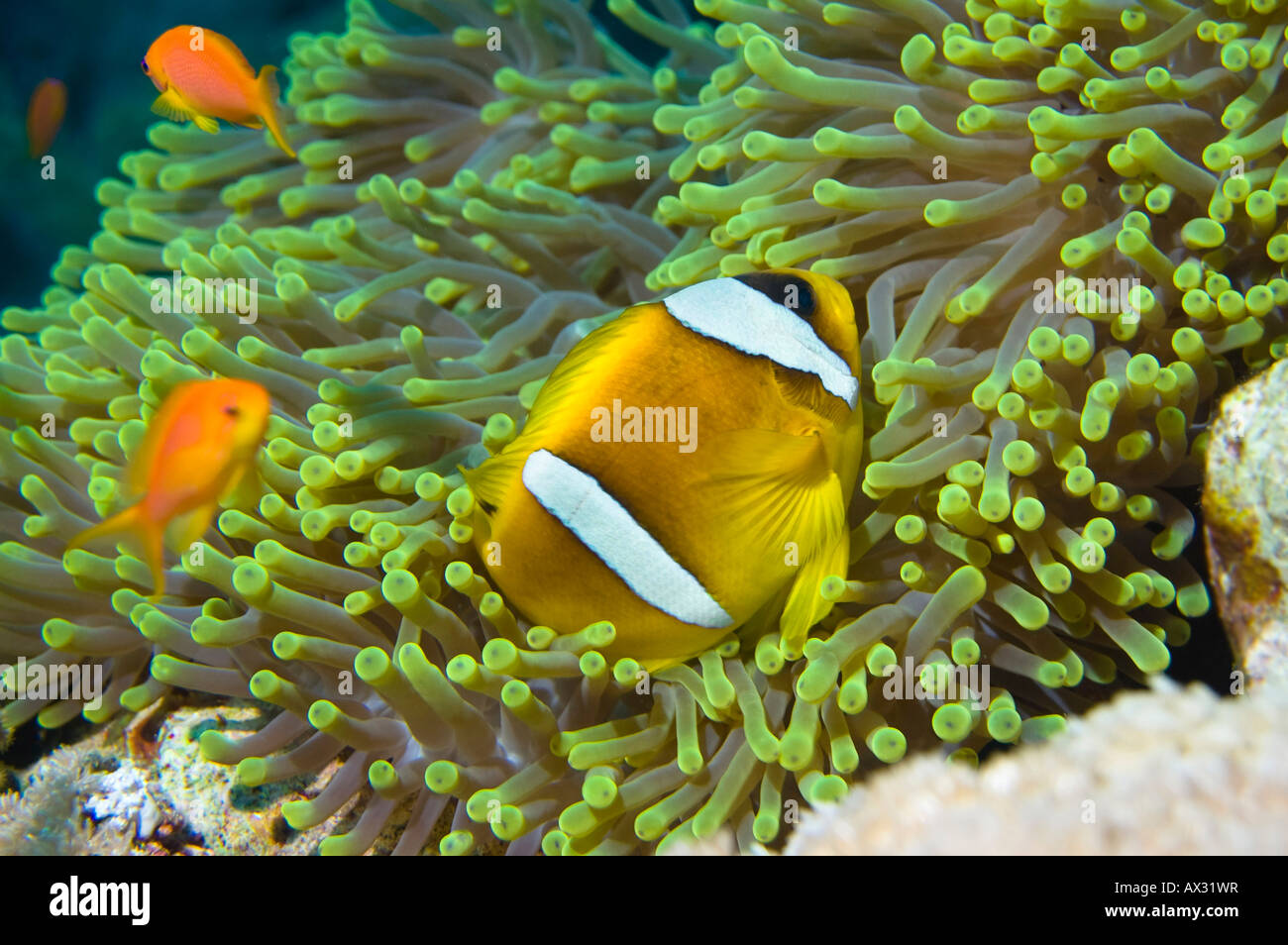 Clown fish portrait Stock Photo - Alamy