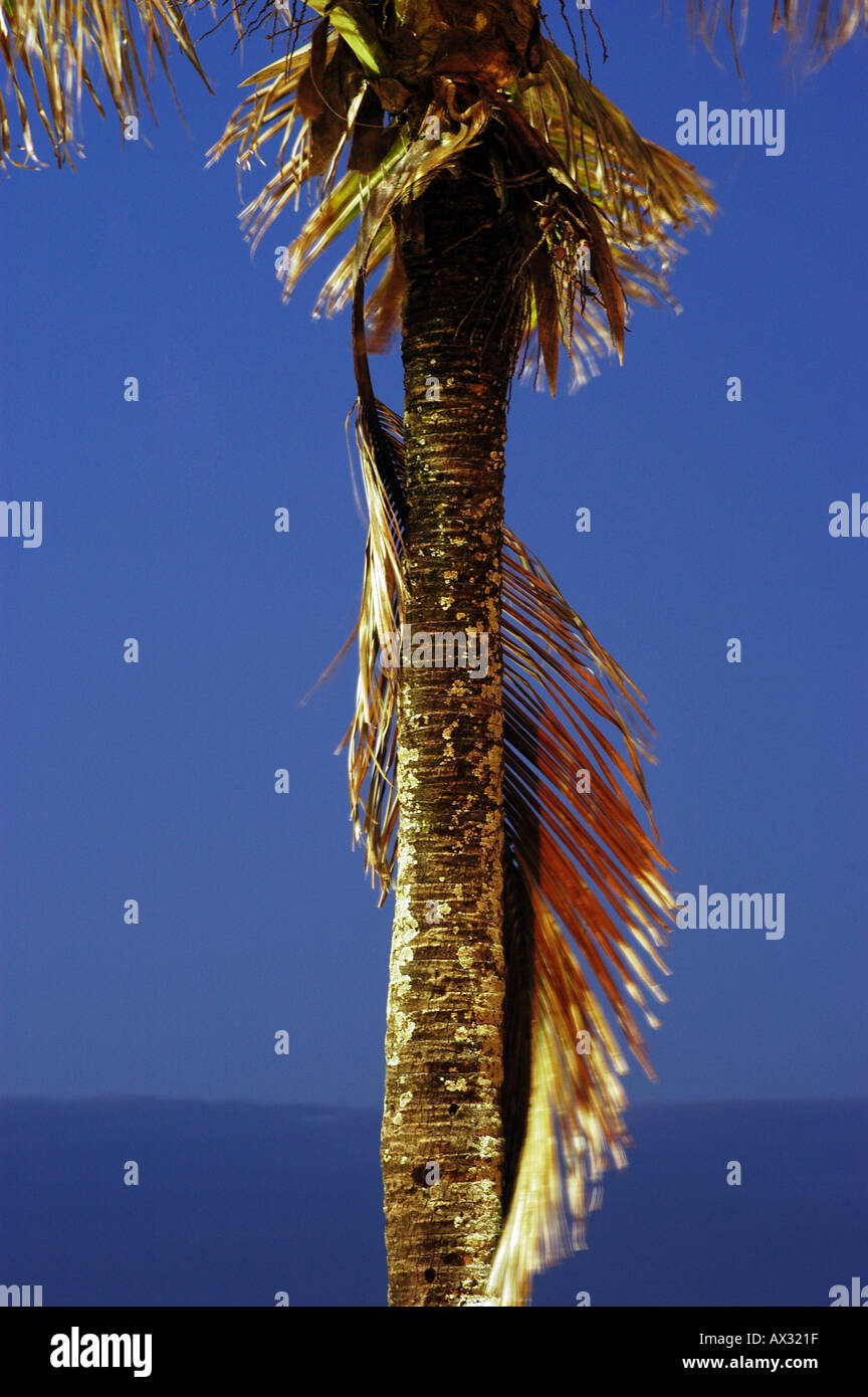 Shapely tree trunk hi-res stock photography and images - Alamy