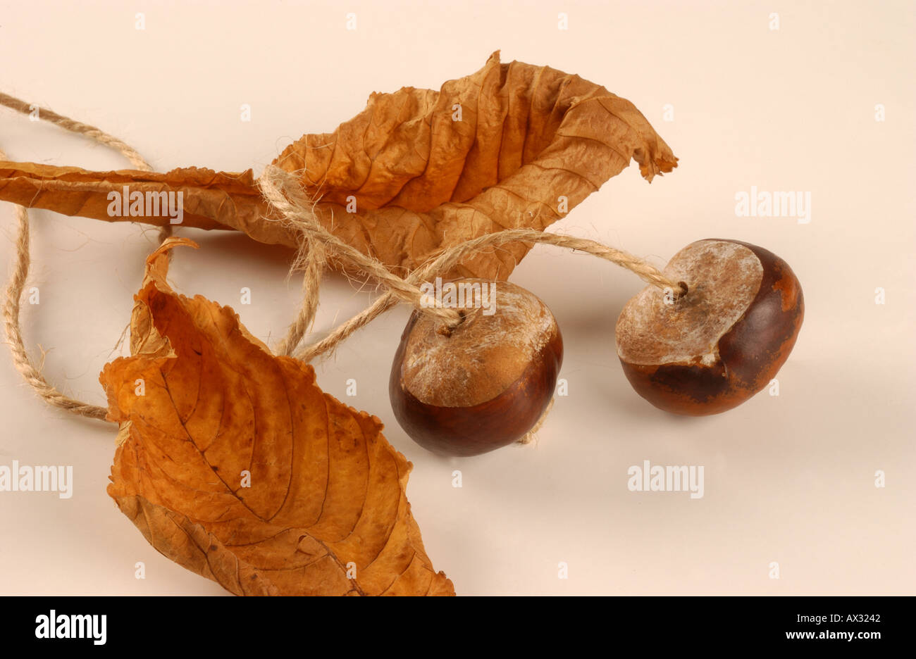 Conker on string hi-res stock photography and images - Alamy
