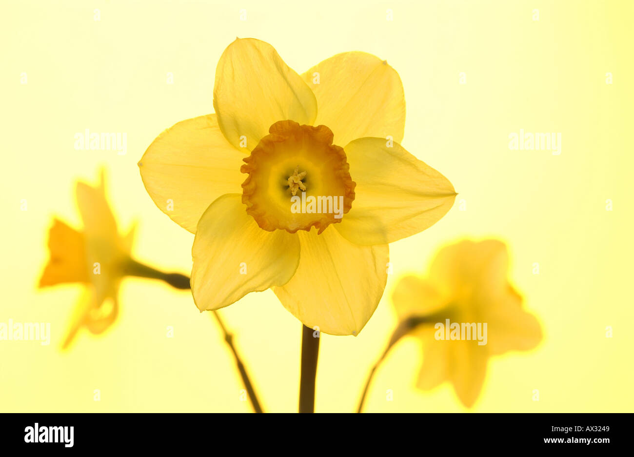 Three daffodil heads hi-res stock photography and images - Alamy