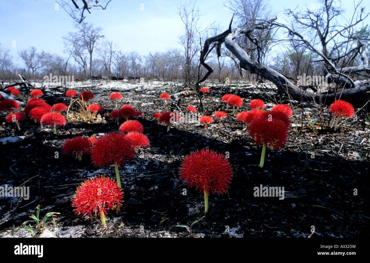 Blood lilies hi-res stock photography and images - Alamy