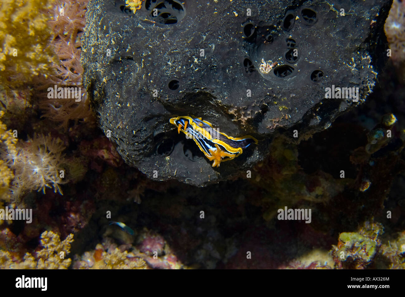 Pyjama sea slug hi-res stock photography and images - Alamy