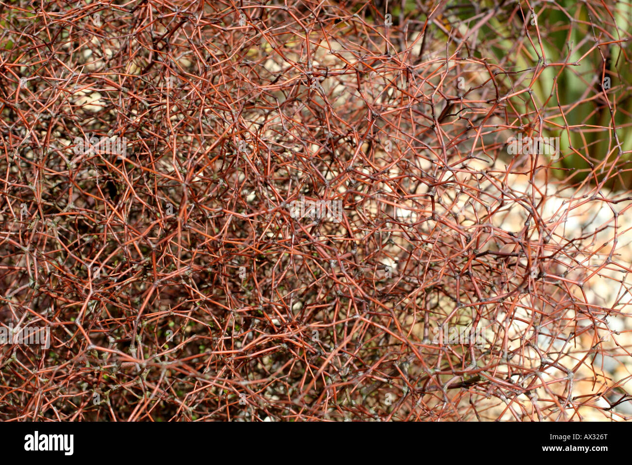 Bronze red netting wire bush shrub new zealand native hi-res stock ...