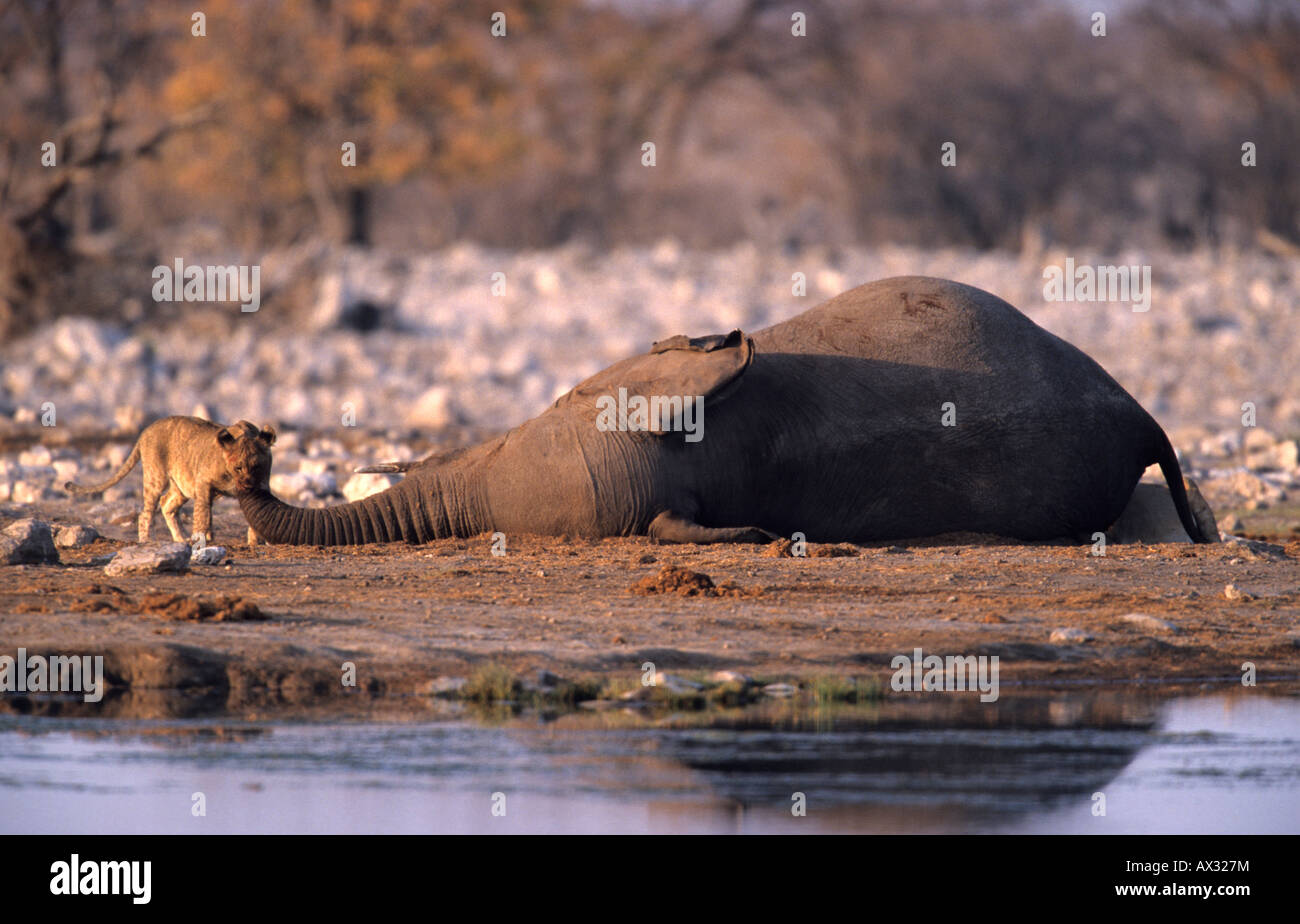 Lion cub, dead African Elephant, waterhole, Etosha National Park ...