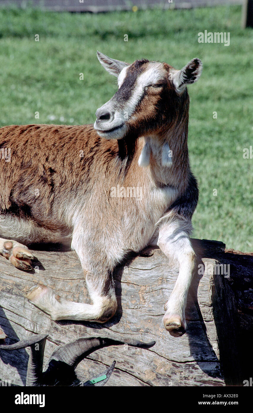 Female domesticated goat sitting on a log Stock Photo - Alamy