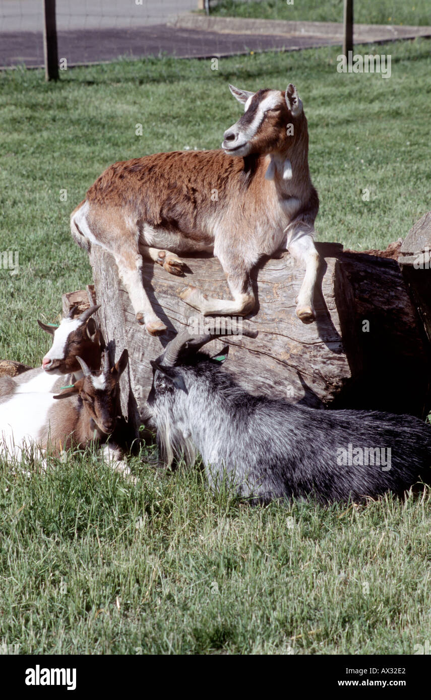 British farming family hi-res stock photography and images - Alamy