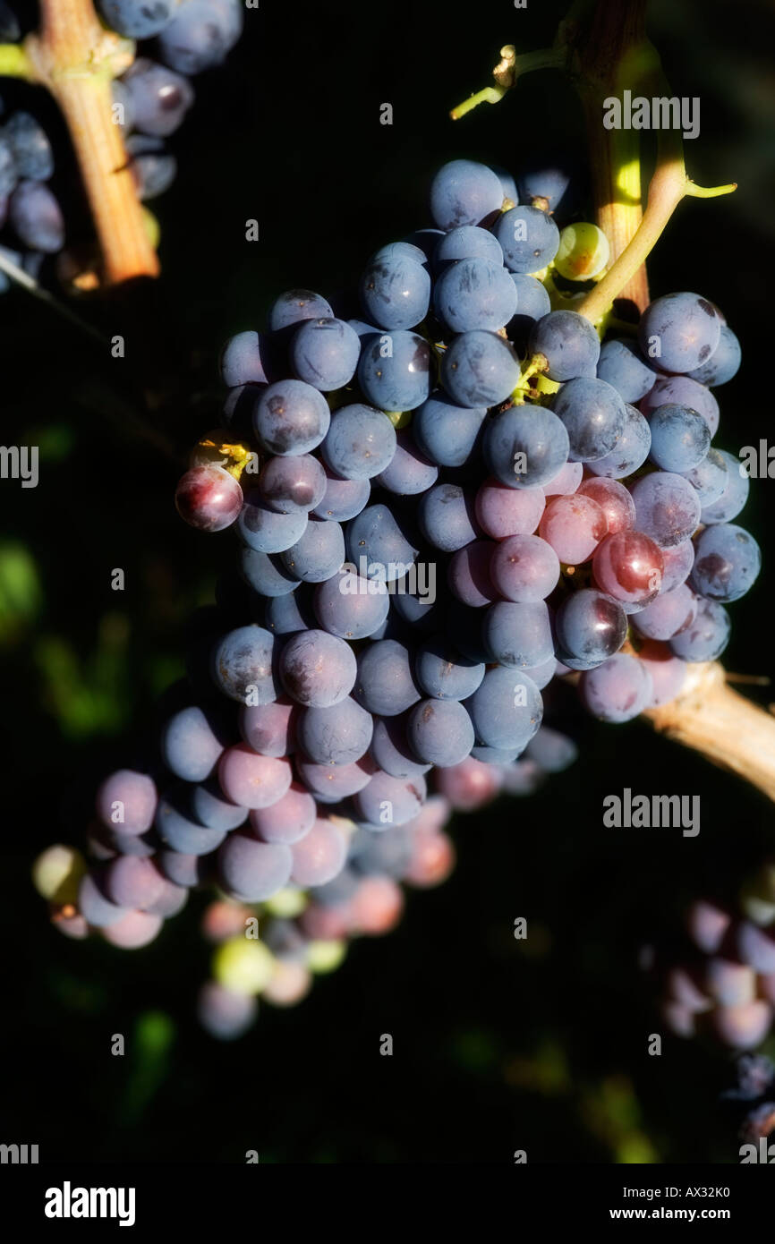 Grape of future Bordeaux wine, at Saint Emilion, France Stock Photo - Alamy