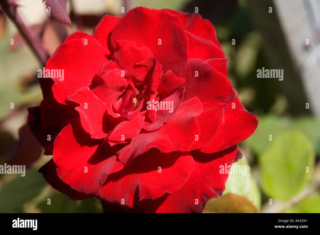 Red crimson rose Stock Photo - Alamy