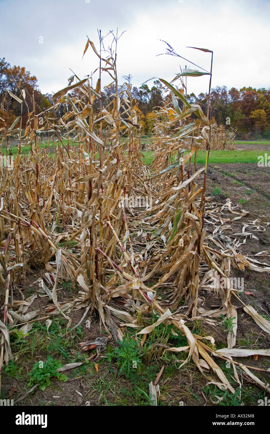 Crops Grown for Biofuel at Toxic Waste Dump Stock Photo - Alamy
