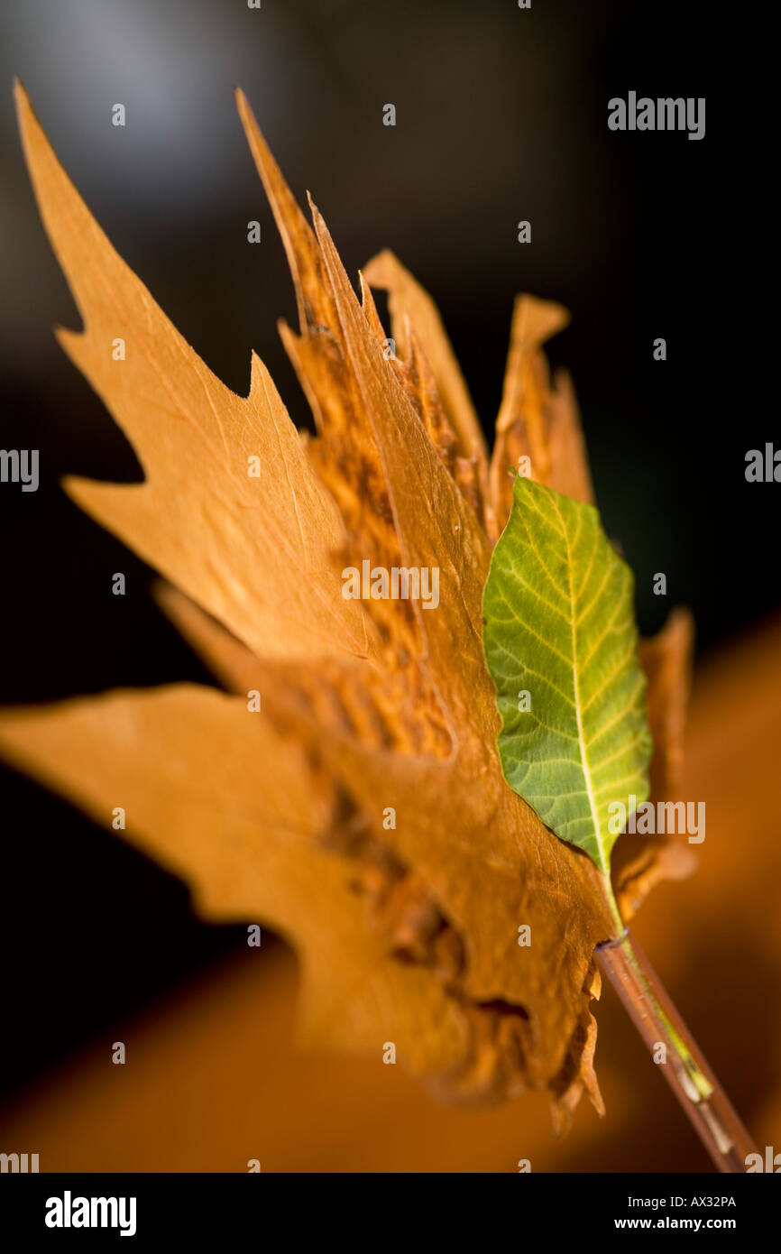 Diagonal leaves composition Stock Photo - Alamy