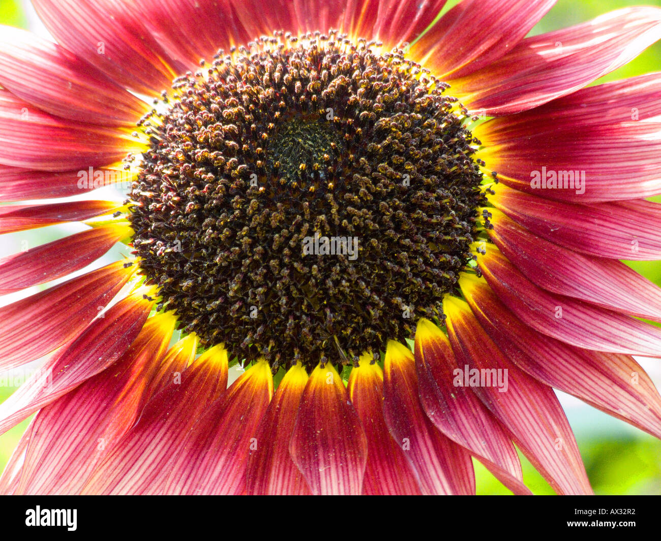 sunflower close up Stock Photo - Alamy