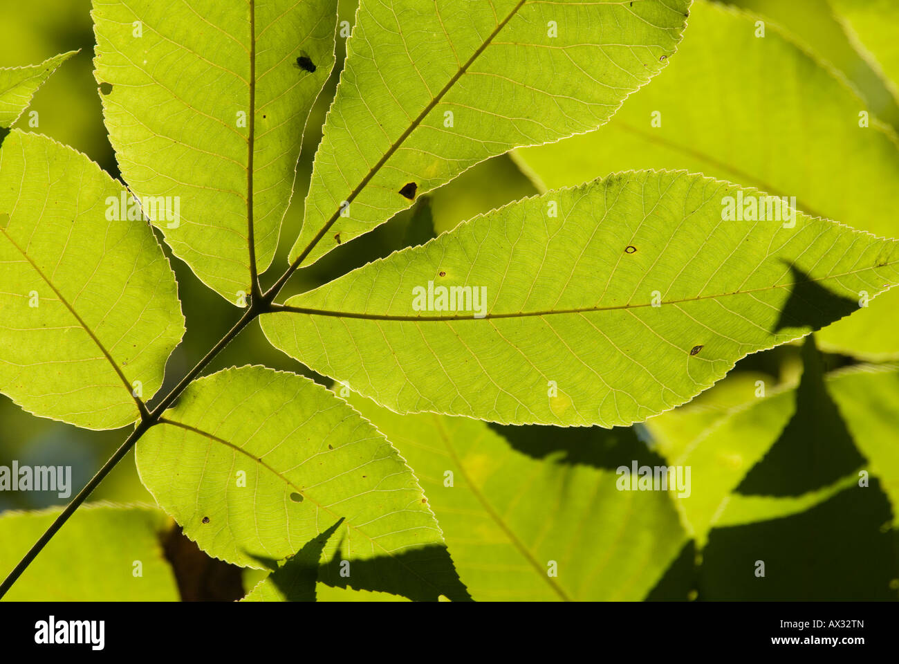 Sharp Leaves High Resolution Stock Photography and Images - Alamy